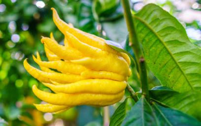 Fingered Citron Fruit Its Health Benefits - Health Benefits
